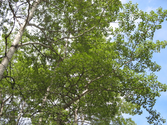 Progress - Millar Western